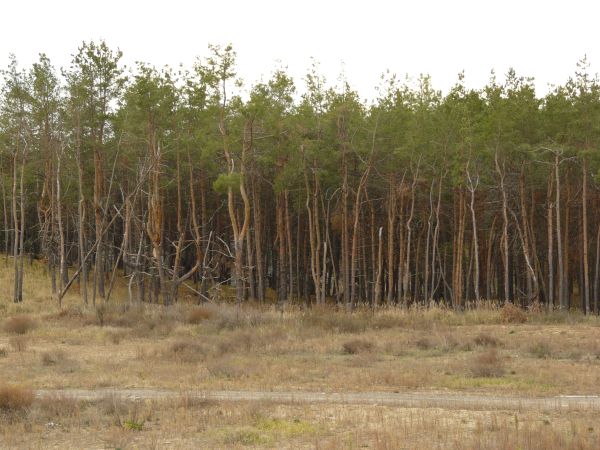 forest side view texture 0028 - Texturelib